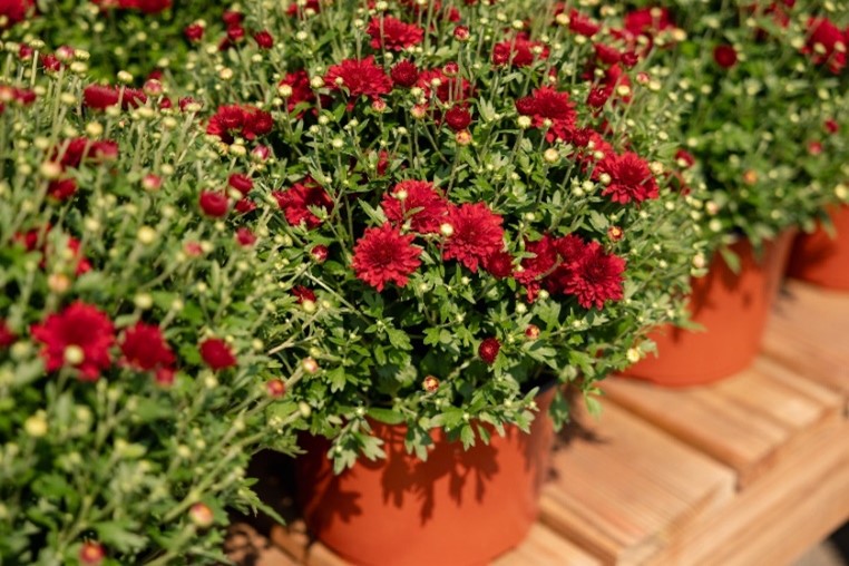 Get Ready for Fall with Mums